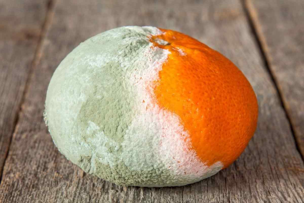 How To Tell If Mandarins Have Gone Bad? - 5 Easy Ways