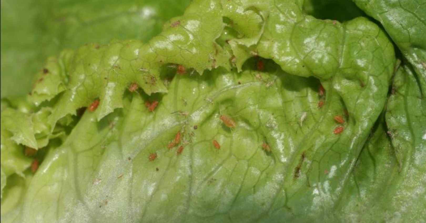 Bugs on Lettuce from the Store? Here's What to Do! 🥬🐛