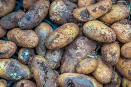 Mold on Potatoes - How to Tell if the Rest Are Safe?