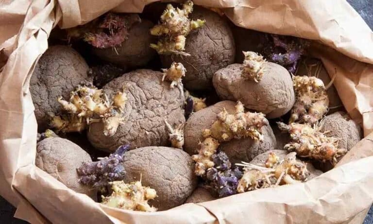 Mold on Potatoes - How to Tell if the Rest Are Safe?