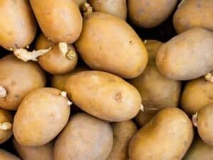 Mold on Potatoes - How to Tell if the Rest Are Safe?